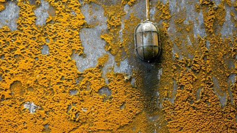 What Is Orange Mold and Is It Dangerous?