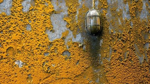 What is Orange Mold - Is Orange Mold Dangerous to Humans