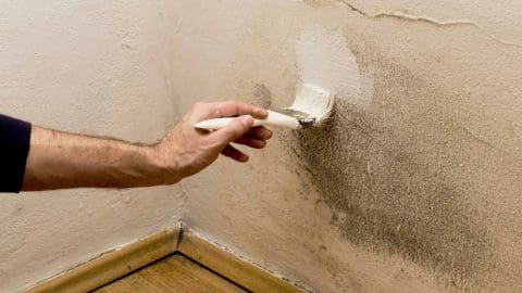 Can You Paint Over Mold | What Happens If you Paint Over Black Mold